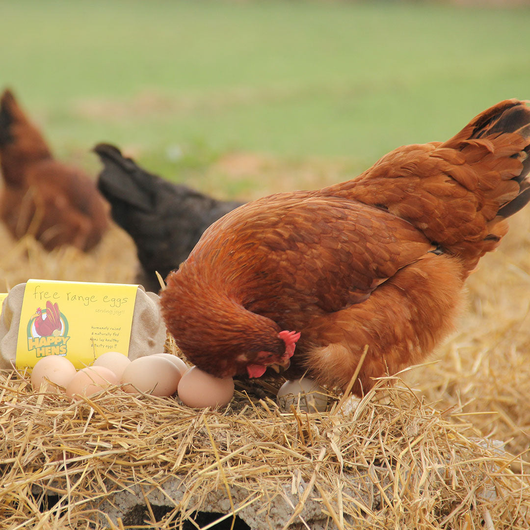 Happy Hens Farm | Best Free Range Egg Suppliers in India