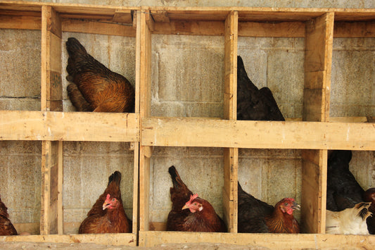 Happy Hens