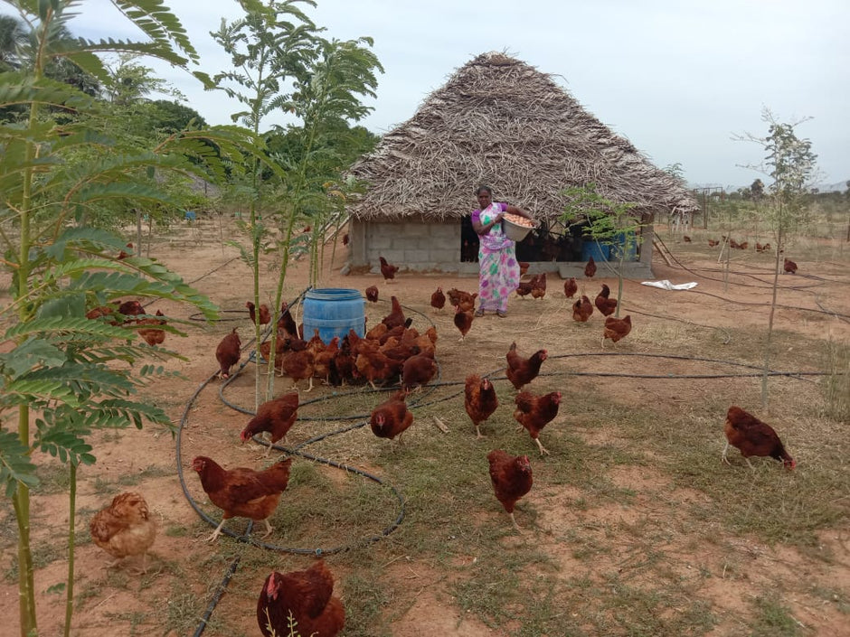 Best Free Range Eggs in India | Buy Online from Happy Hens Farm Shop