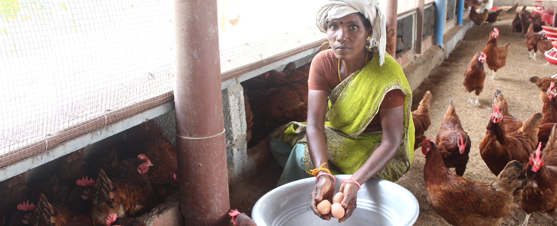 Best Free Range Eggs in India | Buy Online from Happy Hens Farm Shop