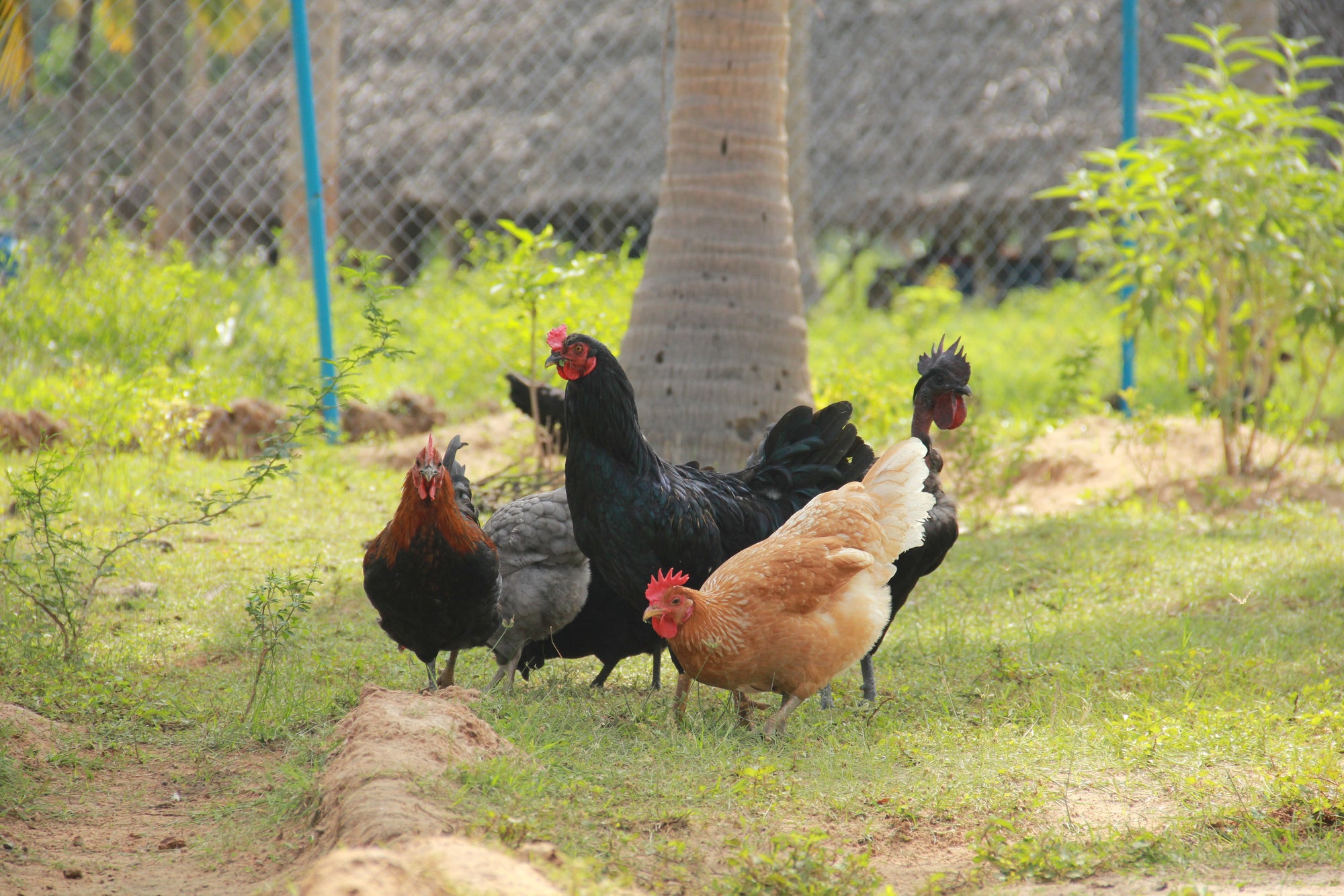 Happy Hens